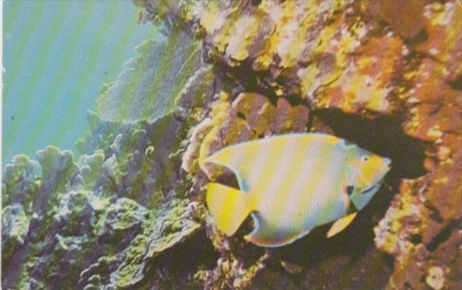 Florida Key Largo Pennekamp Coral Reef State Park In The Florida Keys ...