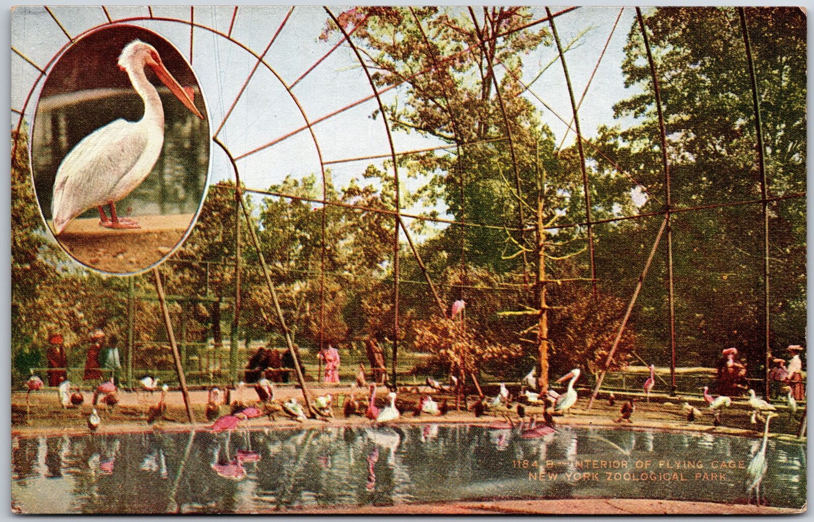 New York, Zoological Park, Interior of Flying Cage, Flamingo, Vintage ...