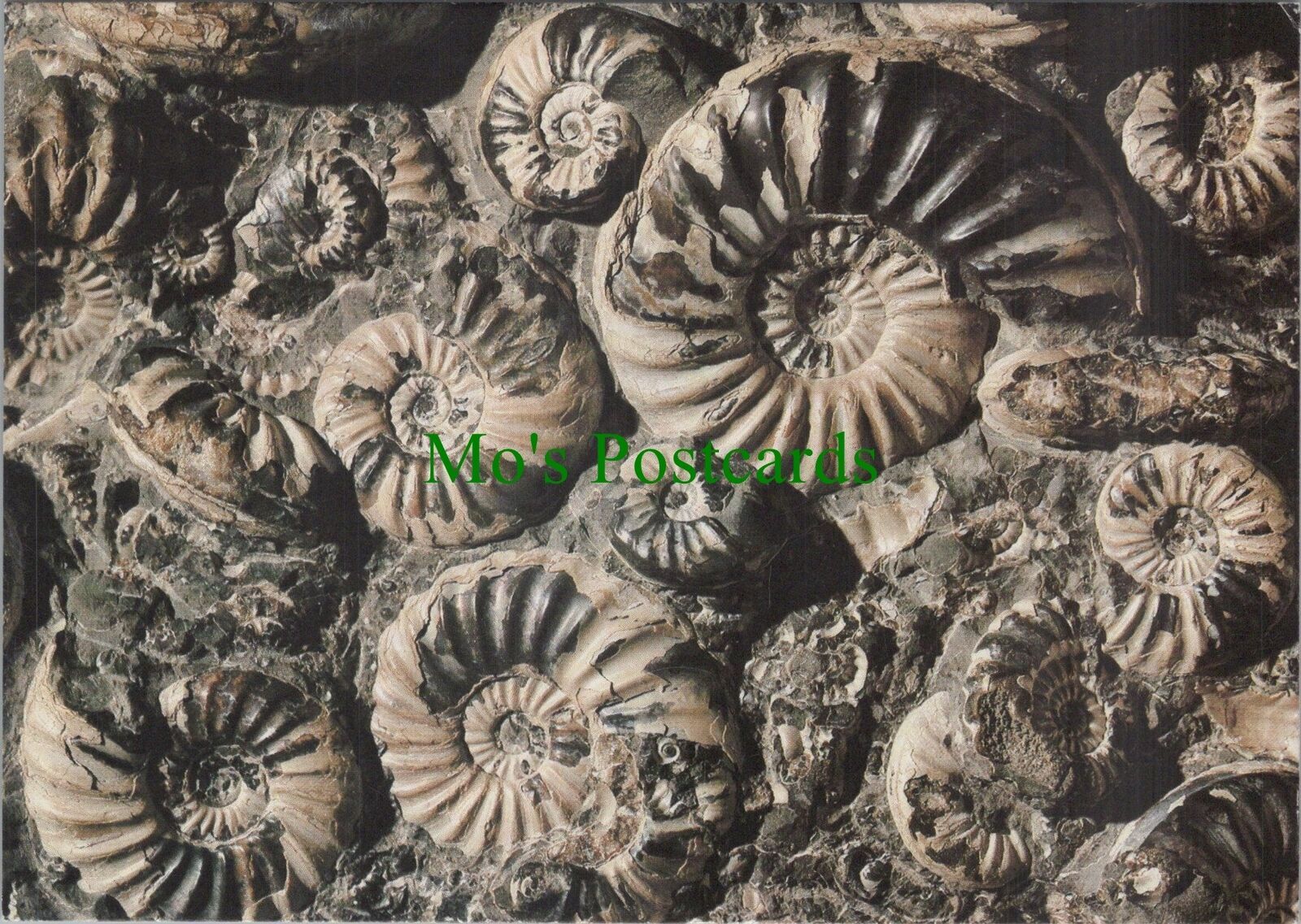 Geological Museum Postcard - Slab of Limestone Lower Jurrasic RR19157 ...