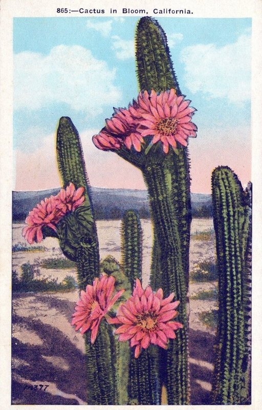 Vintage Postcard a Cactus Plant in Bloom in California C. 1925 | United ...