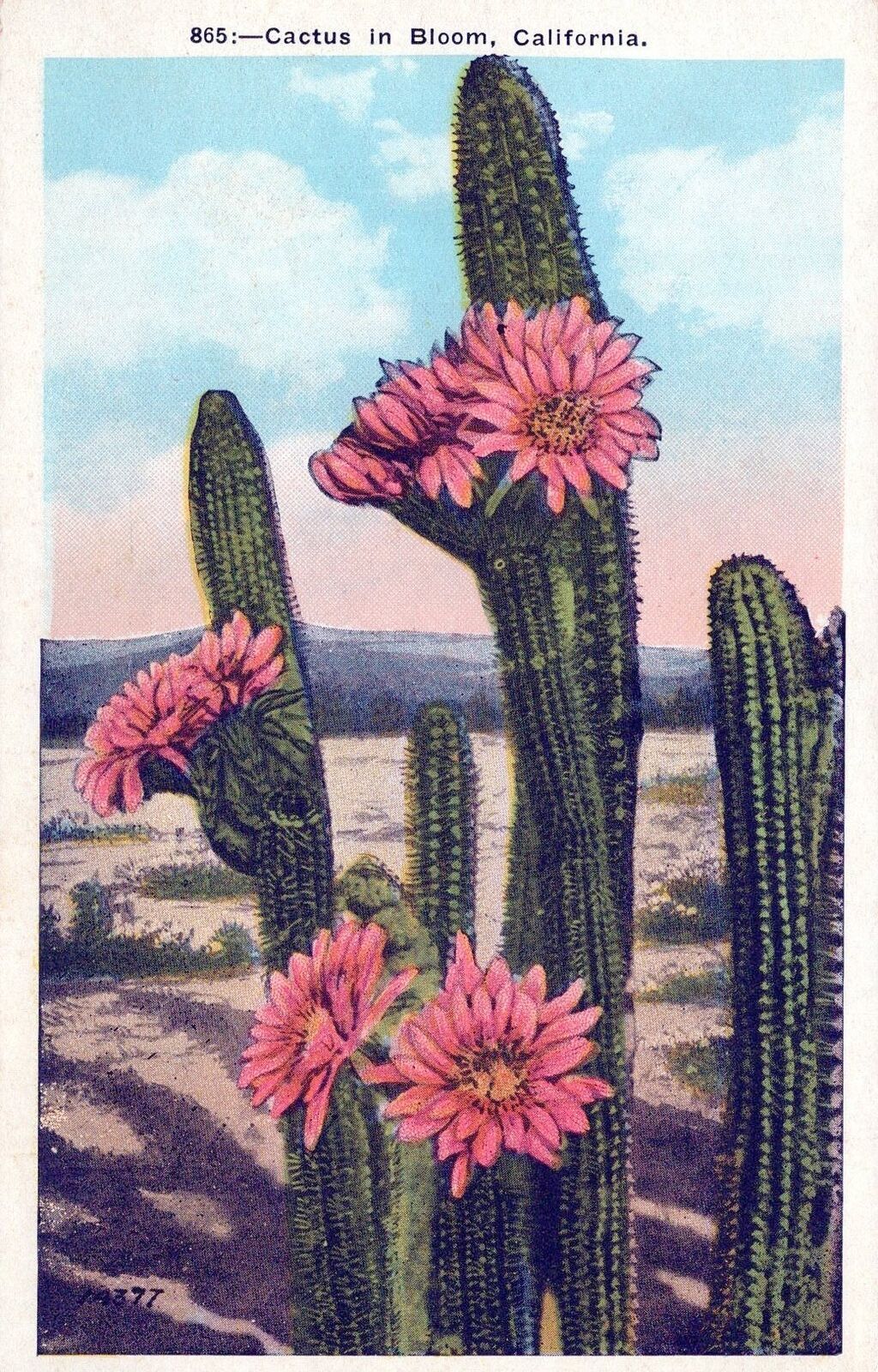 Vintage Postcard a Cactus Plant in Bloom in California C. 1925 | United ...
