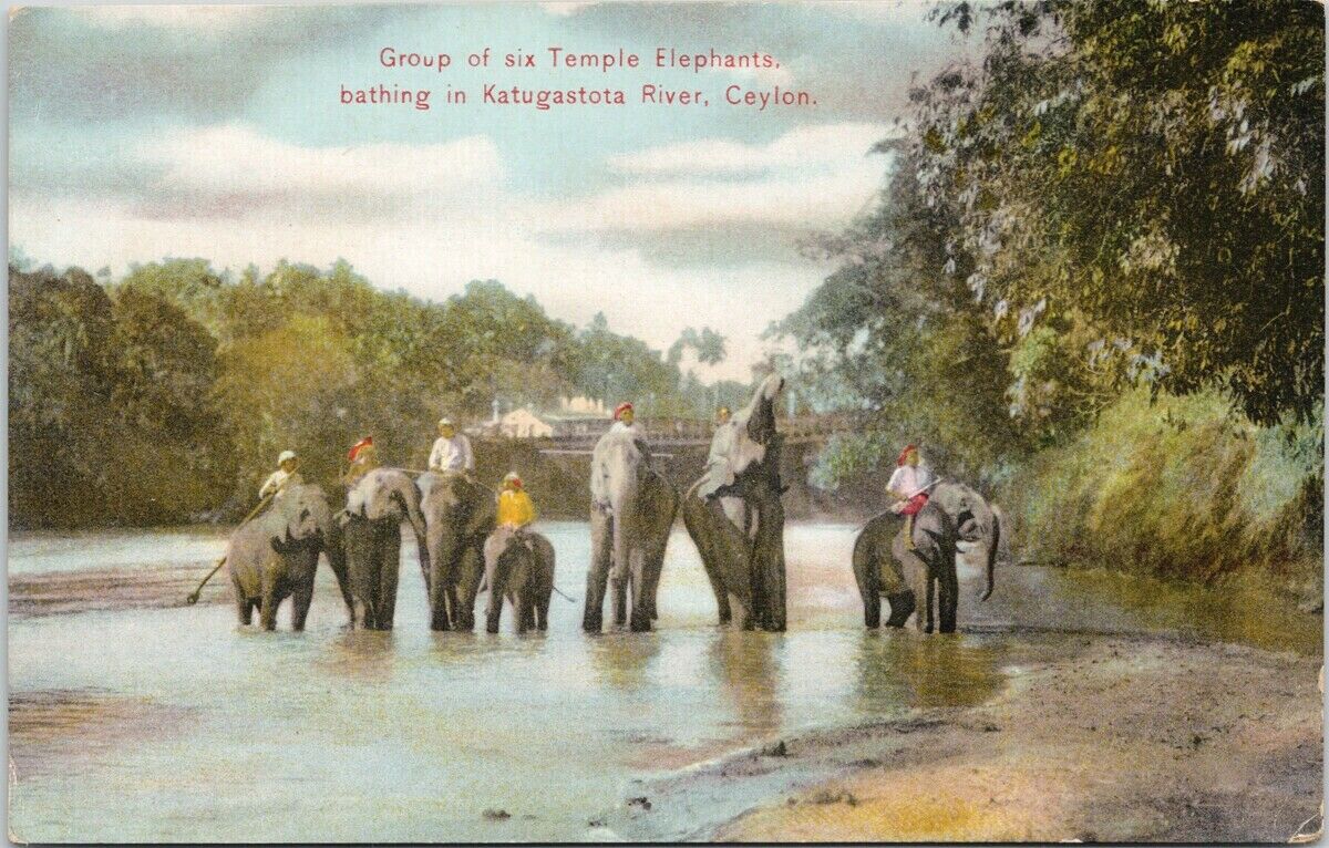 Six Temple Elephants Bathing Katugastota River Ceylon Sri Lanka ...
