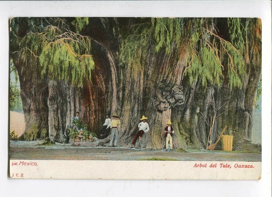 3086984 MEXICO Mexico Arbol del Tule Oaxaca Vintage PC | Latin & South ...