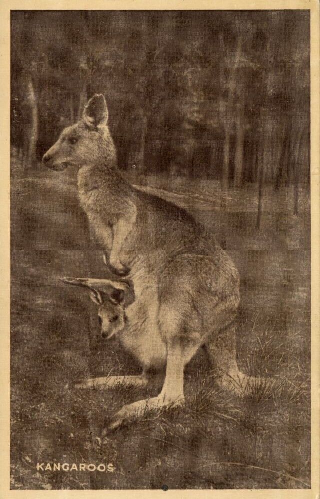 australia, Australian Kangaroo with Young in her Pouch (1950s) Postcard ...