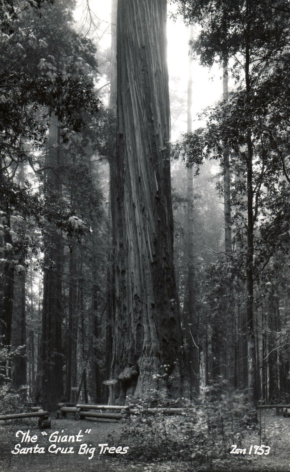 Vintage Postcard Real Photo Rppc the "Giant" Santa Cruz BIG Trees C ...