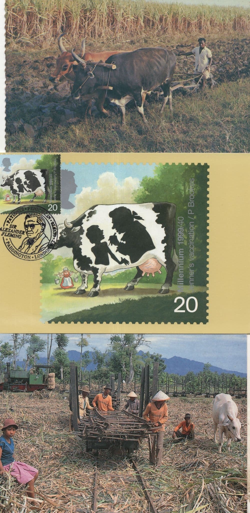 Cane Farming Fiji Cow Cattle Farm 1970s Postcard & Vaccine FDC | Topics ...