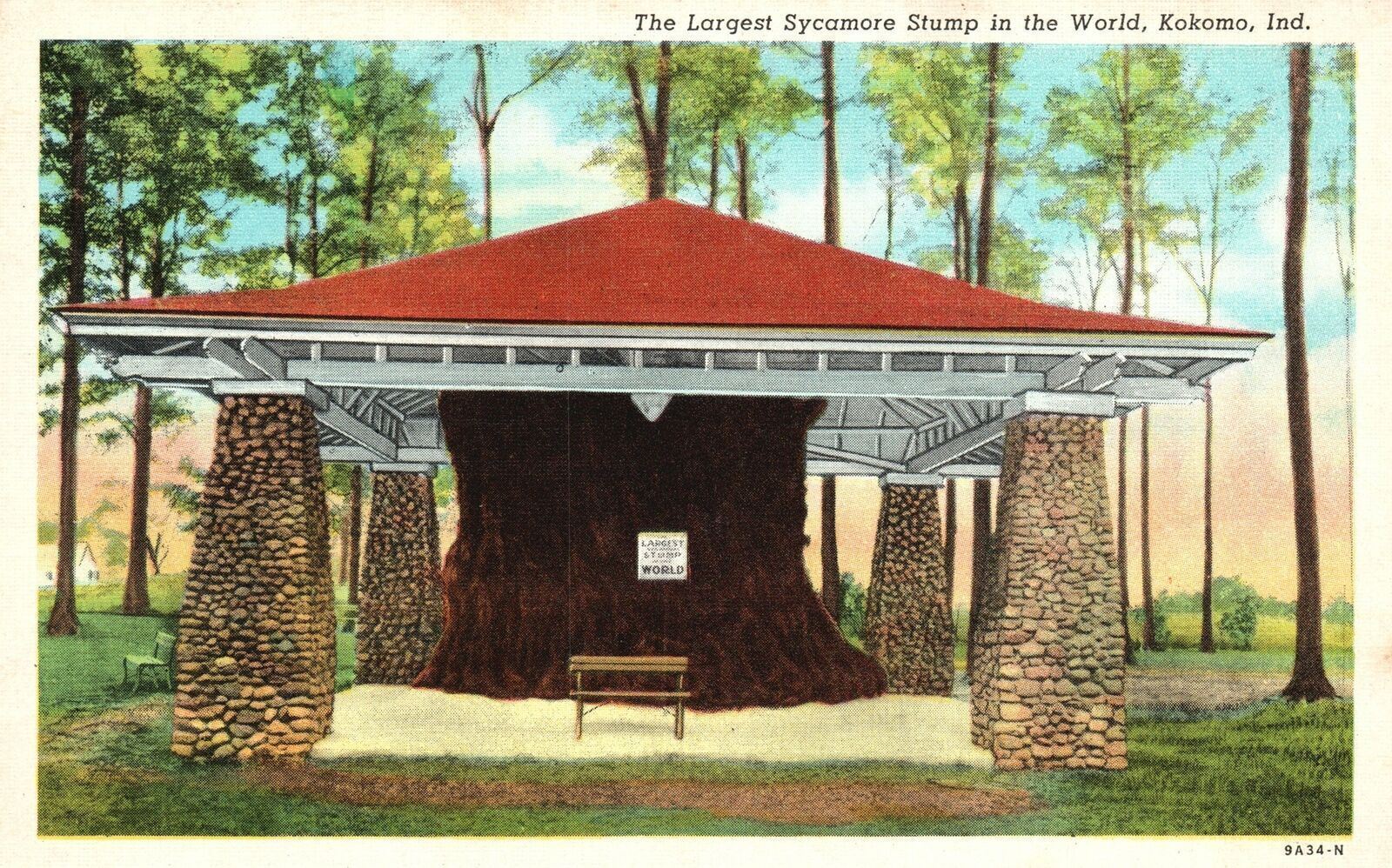 Vintage Postcard 1920's Largest Sycamore Stump in the World Kokomo ...