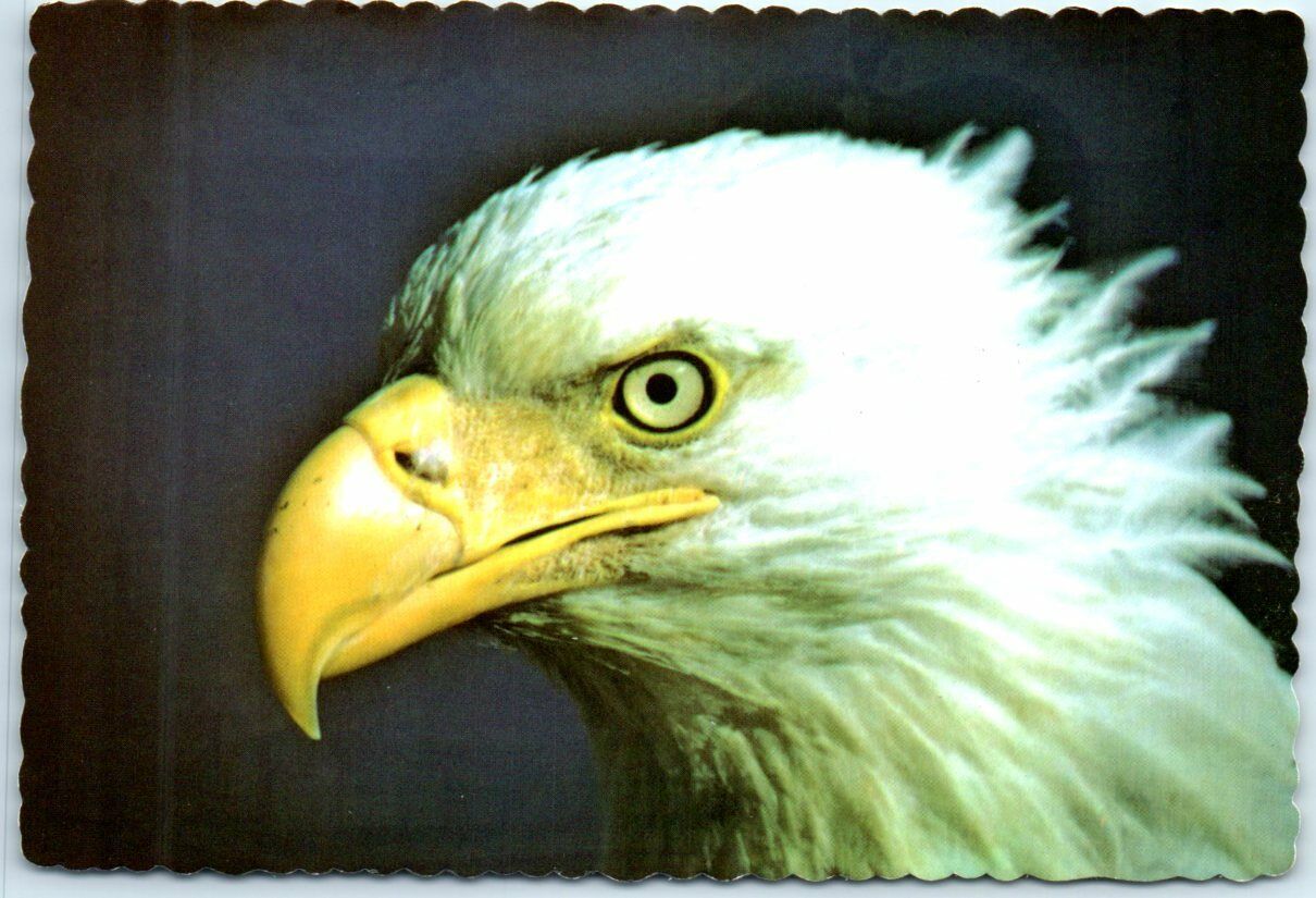 Postcard - The Bald Eagle, America's symbol of power and freedom - Adak ...