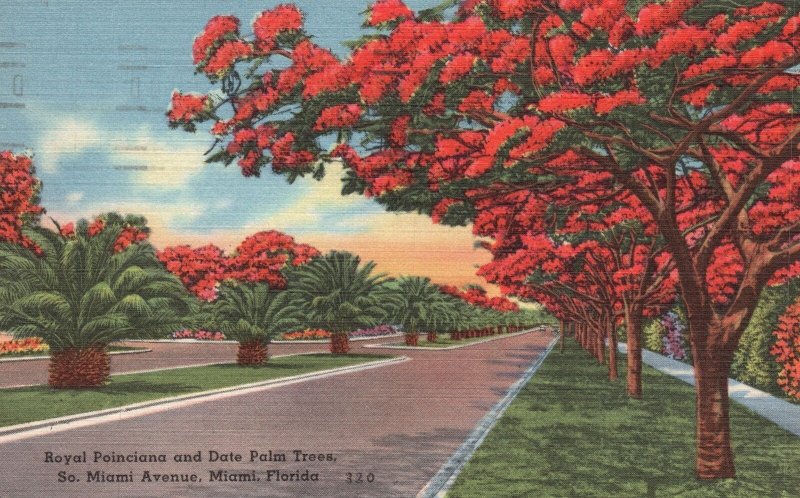 Vintage Postcard 1951 Royal Poinciana Date Palm Trees So. Miami Avenue ...