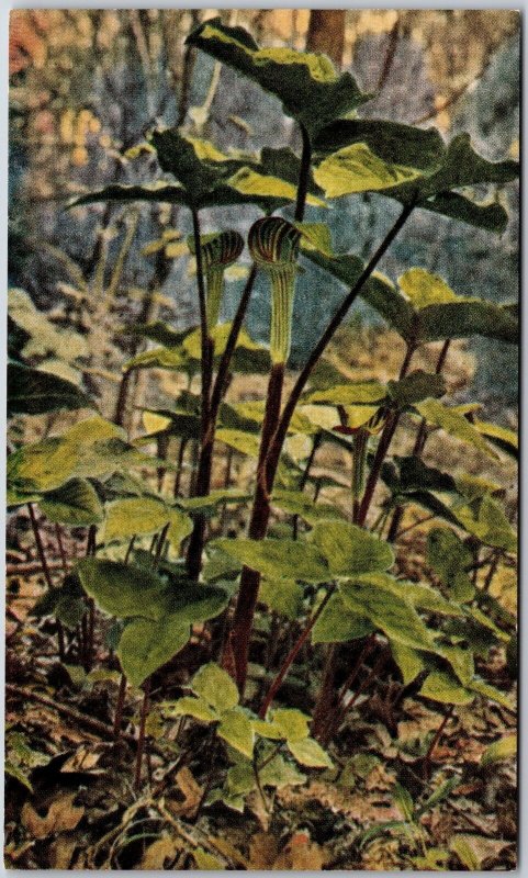 Jack-In-The-Pulpit Arisaema Triphyllum Indian Turnip Moist Woods ...