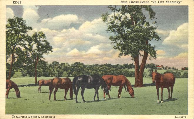 Horses in the Blue Grass State - KY, Kentucky - Linen | United States ...