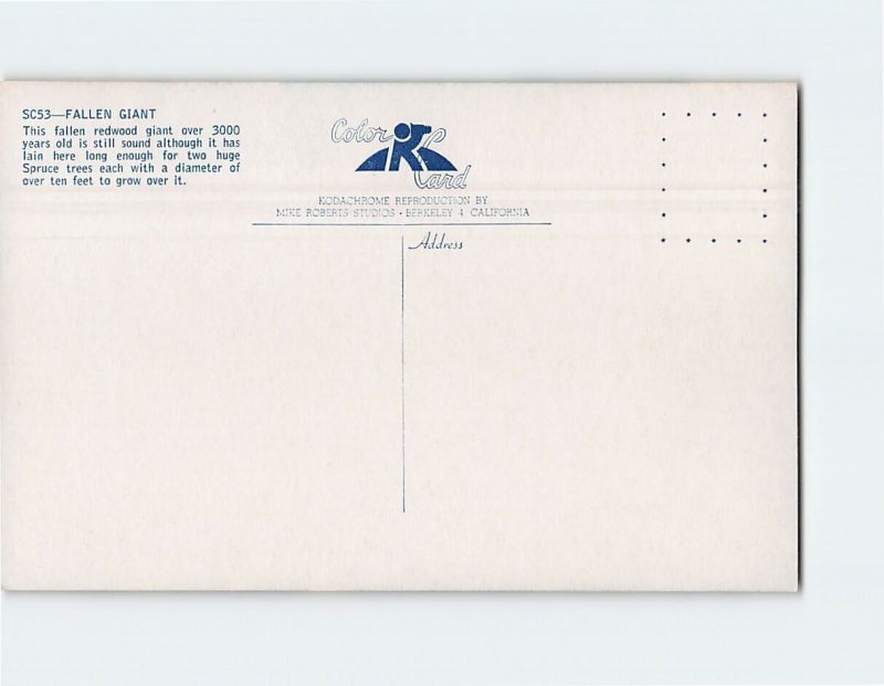 Postcard Fallen Giant Redwood Giant Over 3000 Years Old California USA ...