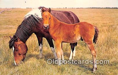 Horse Color by AW Besley Unused | Topics - Animals - Horses, Postcard ...