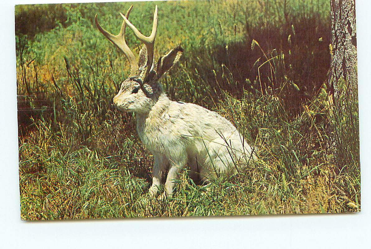 Rare Creature the Jackalope Never Captured Alive | Topics - Other ...
