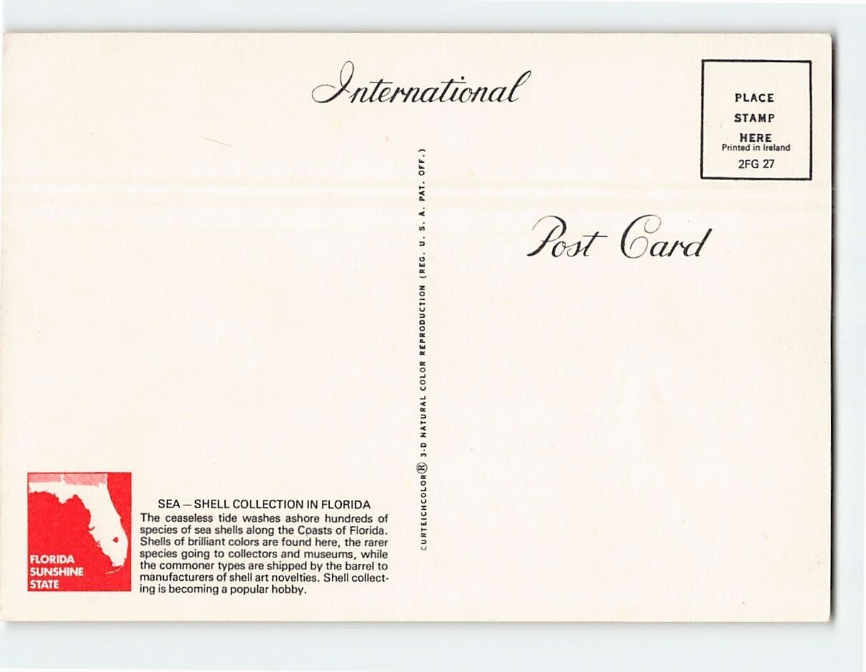 Postcard Sea-Shells, A Sea-Shell Collector's Paradise, Florida | United ...