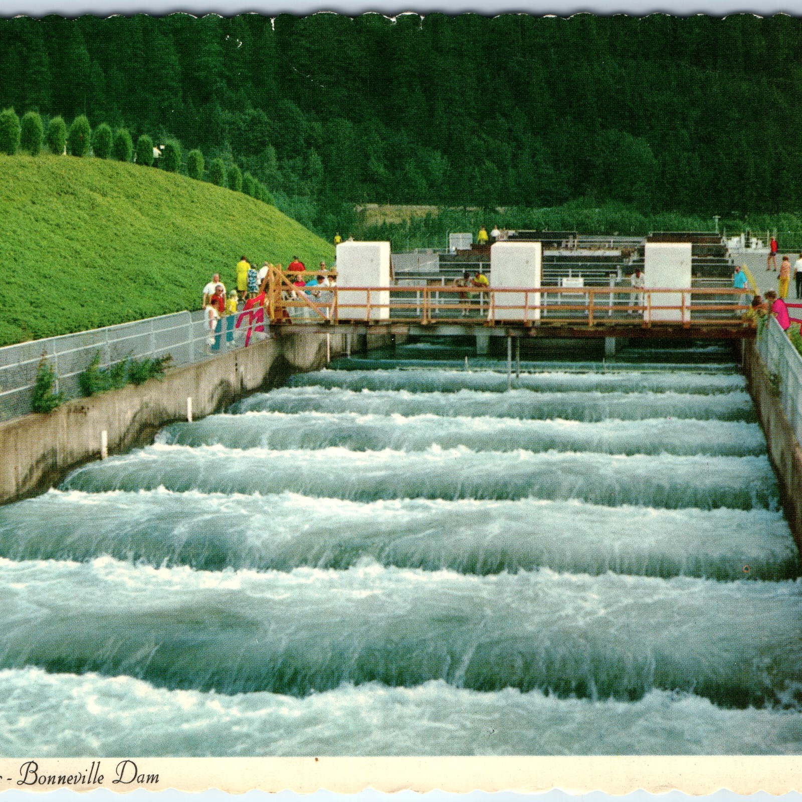 c1970s Cascade Locks, OR Bonneville Dam Fish Ladder Columbia River 4x6 ...