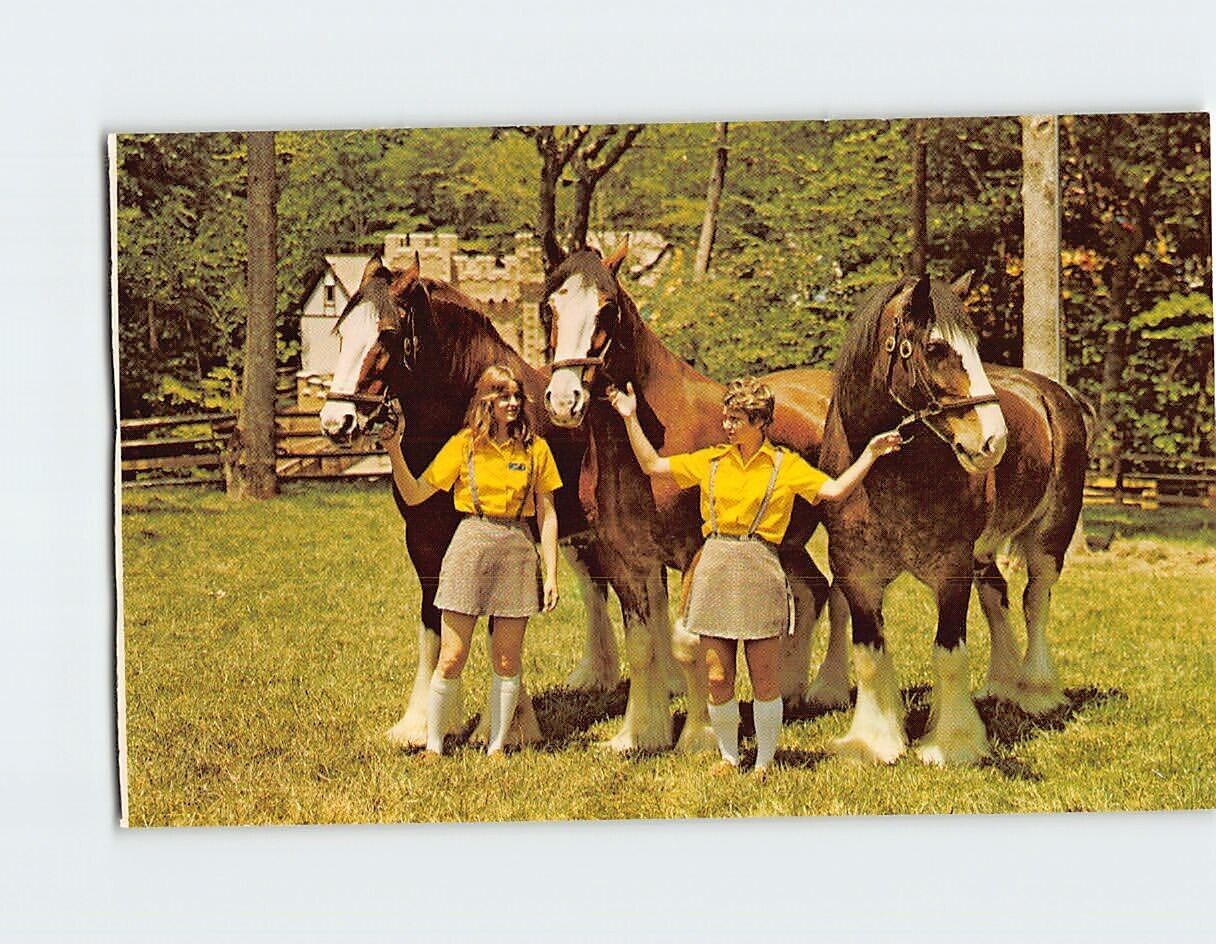 Postcard The Highland Stables Team of Famous Anheuser-Busch Clydesdale ...