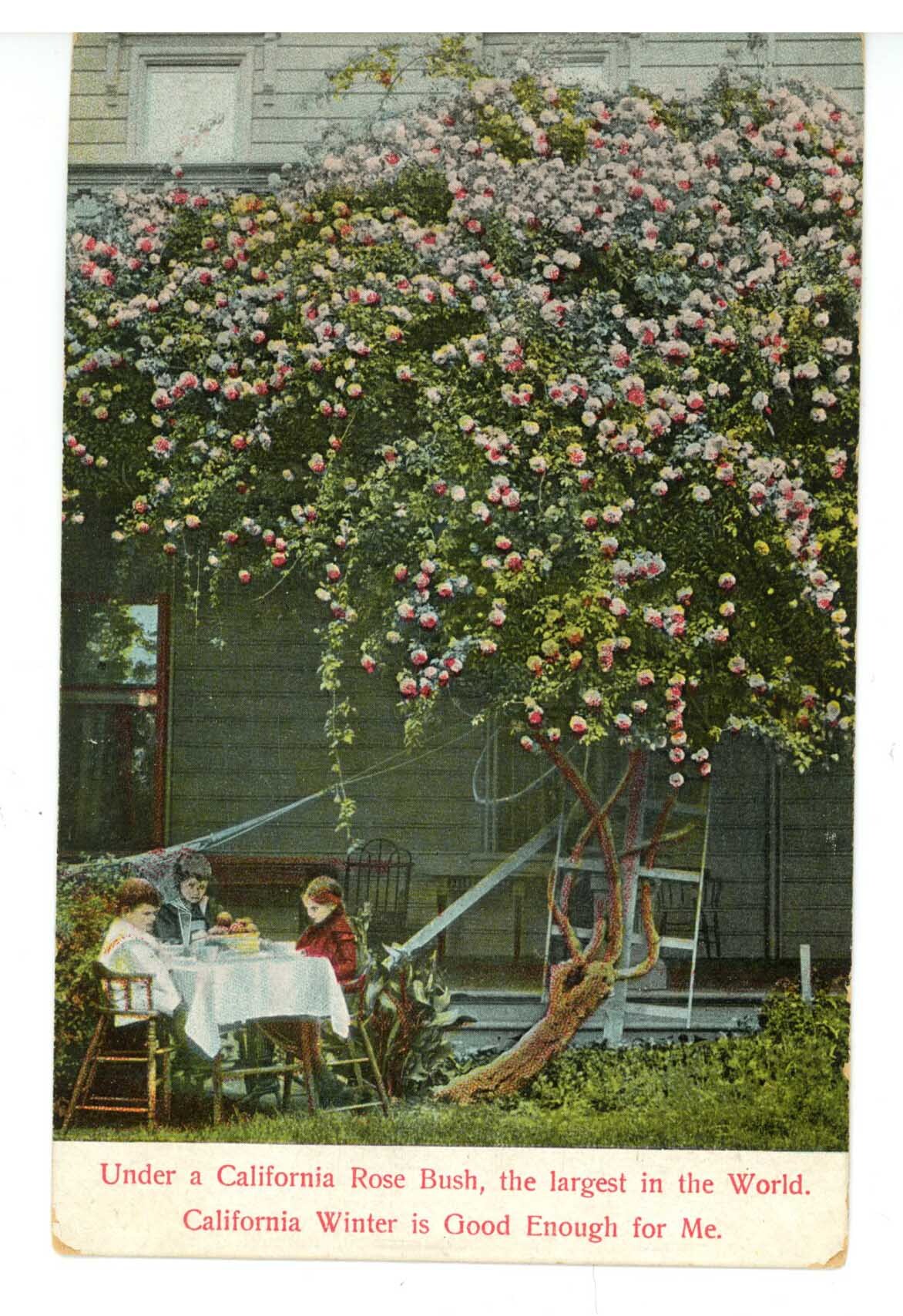 CA - Under a California Rose Bush-- World's Largest | United States ...