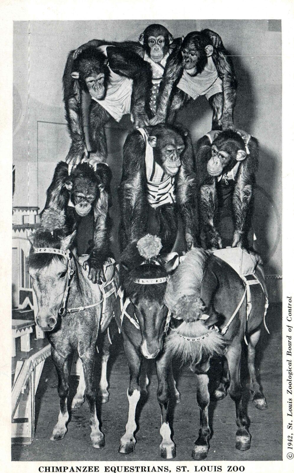 Vintage Postcard Chimpanzee Circus and Horse Troupe at the ST. Louis ...