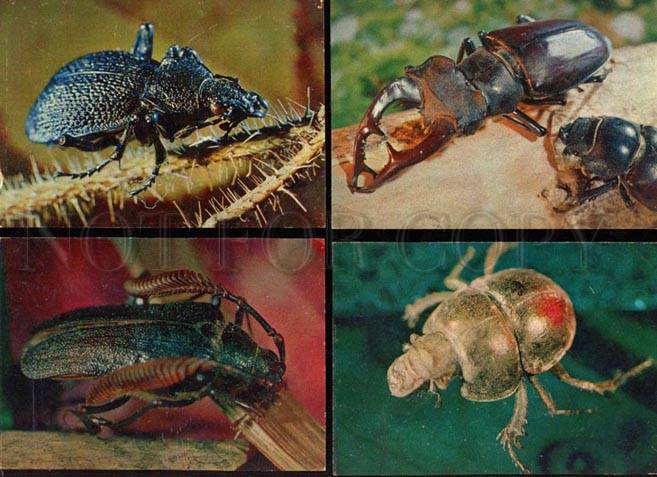 012645 Different BUGS Beetle Set of 25 russian photo cards | Topics ...