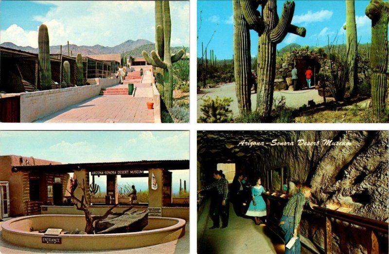 4~Postcards Tucson, AZ Arizona SONORA DESERT MUSEUM Lizard Pit & Tunnel ...