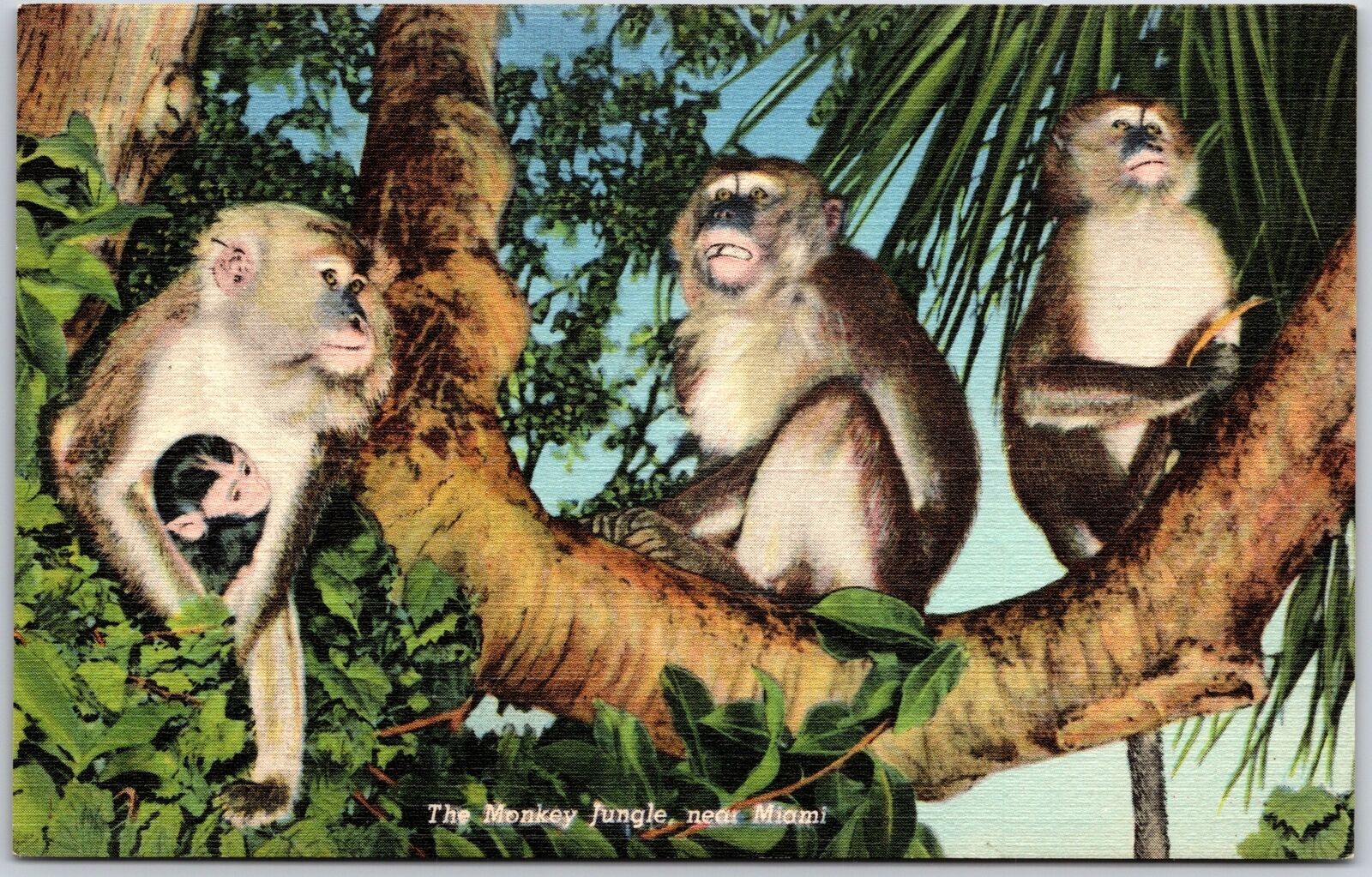 Animals- The Monkey Jungle, Near Miami Florida, Wonders of Natures ...