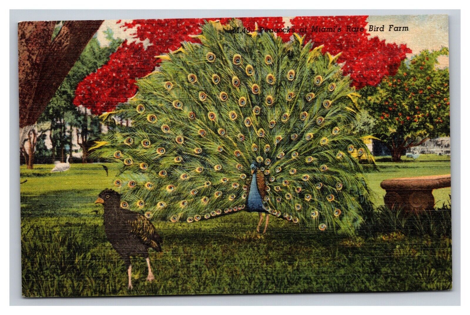 Vintage 1940s Postcard Peacocks of Miami's Rare Bird Farm, Miami ...