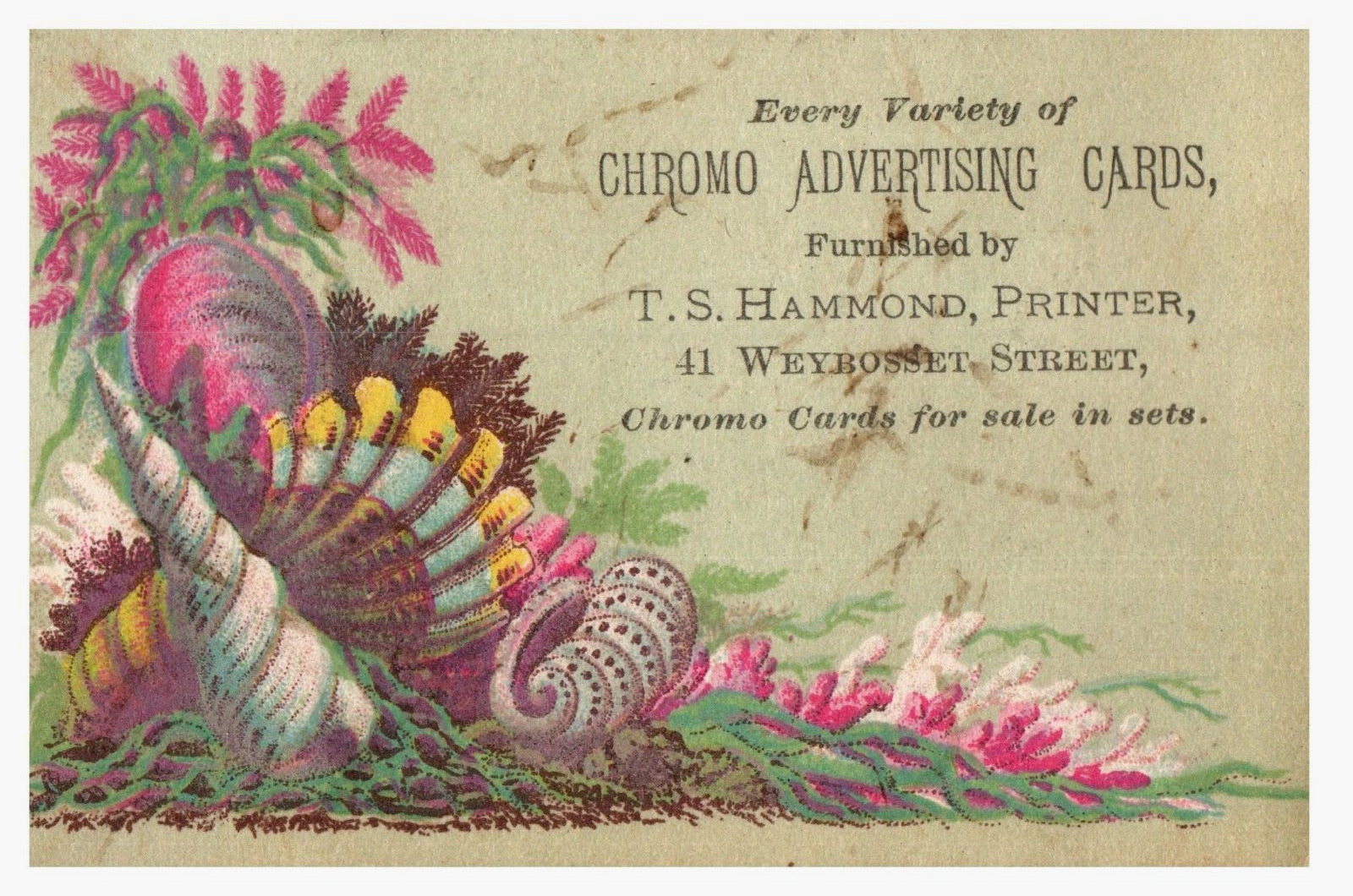 1880s T.S. Hammond Printers Chromo Advertising Cards Seashells Coral ...