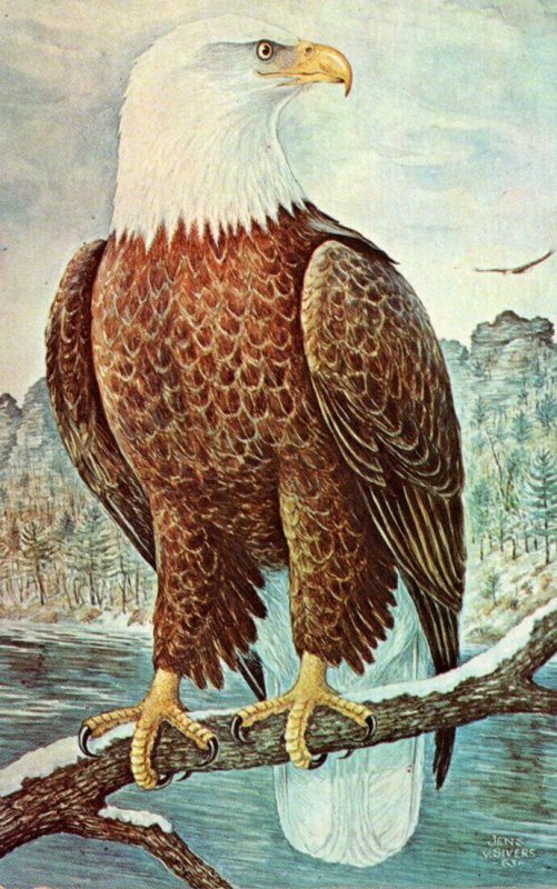 Birds Bald Eagle Painted By Jens von Sivers At Henry Villas Park Zoo ...