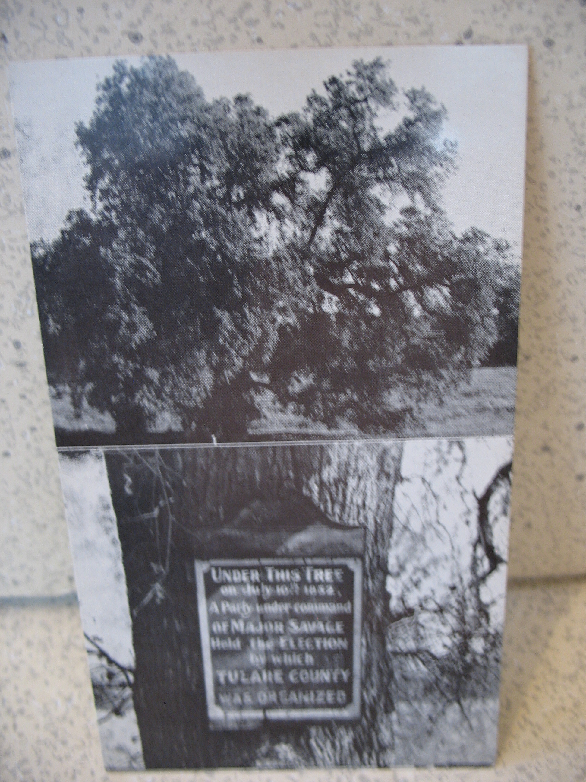 VISALIA, CA (Tulare Co) 1940s CHARTER OAK aka "Election Tree" Charter ...