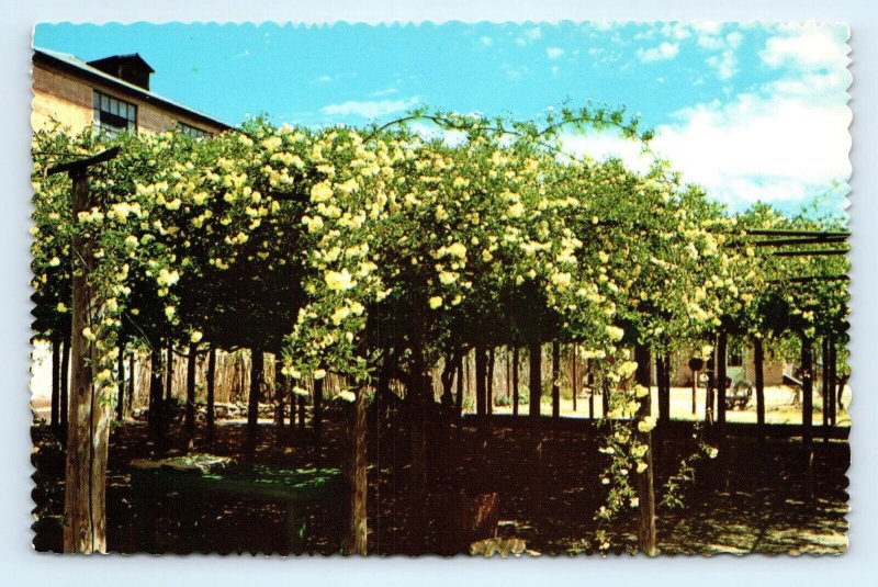 Rose Tree Largest White Lady Banksia Rose Lady Inn Tombstone AZ ...