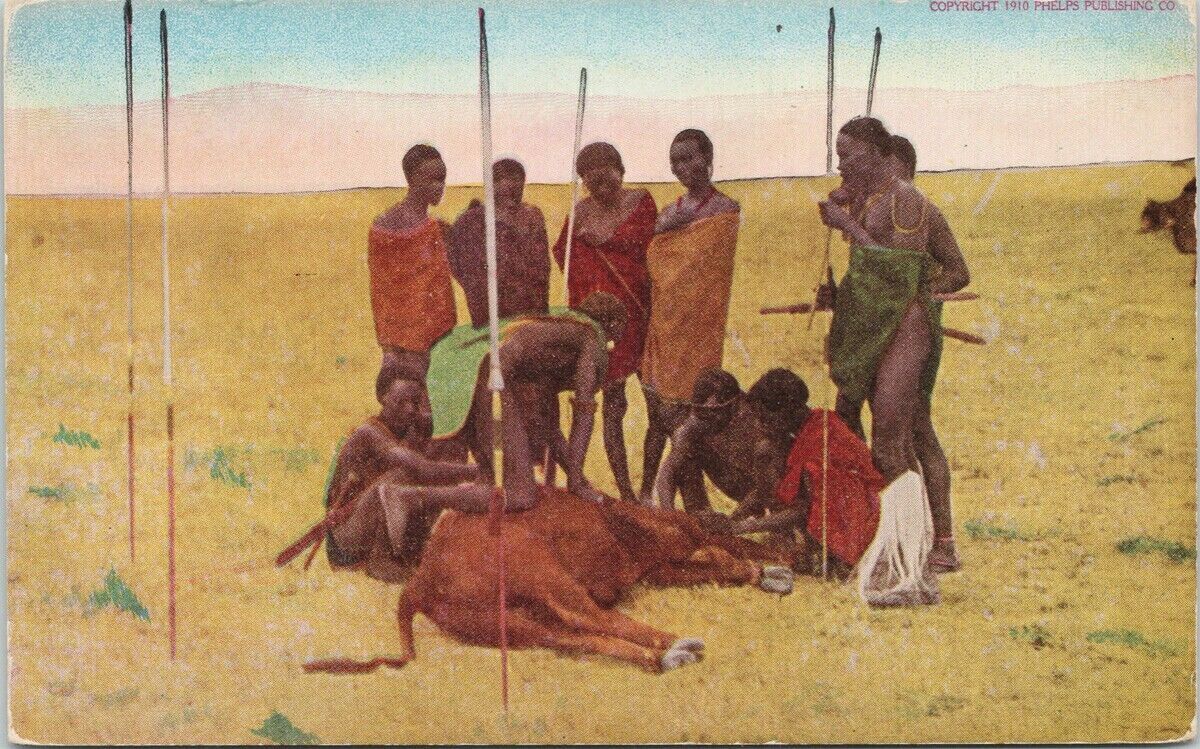 Africa Masai People Killing Cattle Cow Hunting Food Source Unused ...