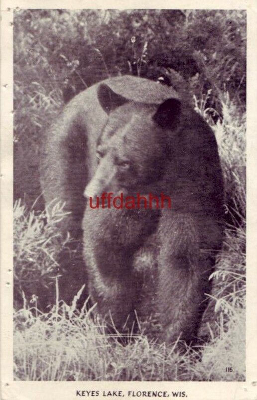 KEYES LAKE, FLORENCE, WI. 1948 black bear | United States - Wisconsin ...