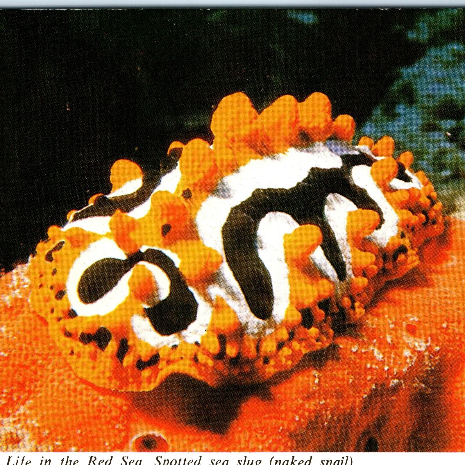 c1970s Red Sea, Israel Underwater Life Spotted Sea Slug Snail Chrome ...