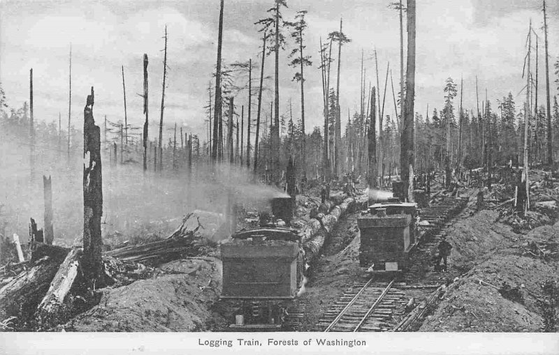 Logging Train Forest of Washington 1910c postcard | United States ...