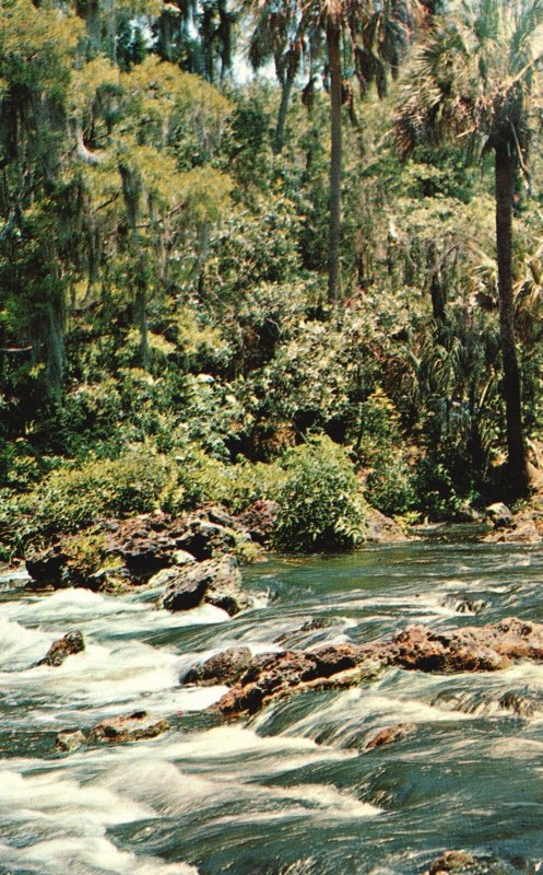Vintage Postcard Rapids at Hillsborough River State Park Tampa Florida ...