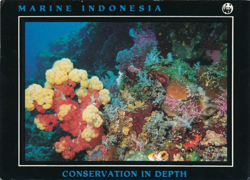 Marine - Save the Coral Reefs - Indonesia - Conservation in Depth - pm ...