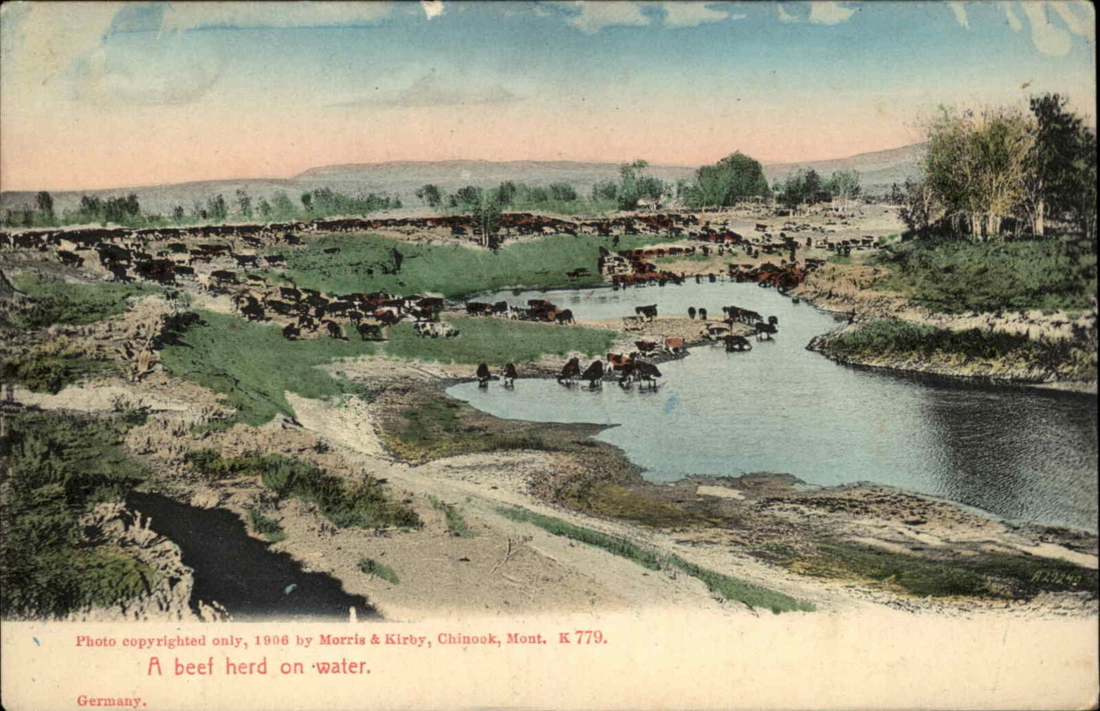 Chinook Montana MT Cattle A Beef Herd on Water c1900s-20s Postcard ...