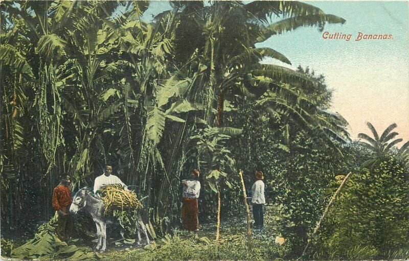 C-1910 Jamaica Caribbean Farm Agriculture Native Johnston Postcard 20 ...