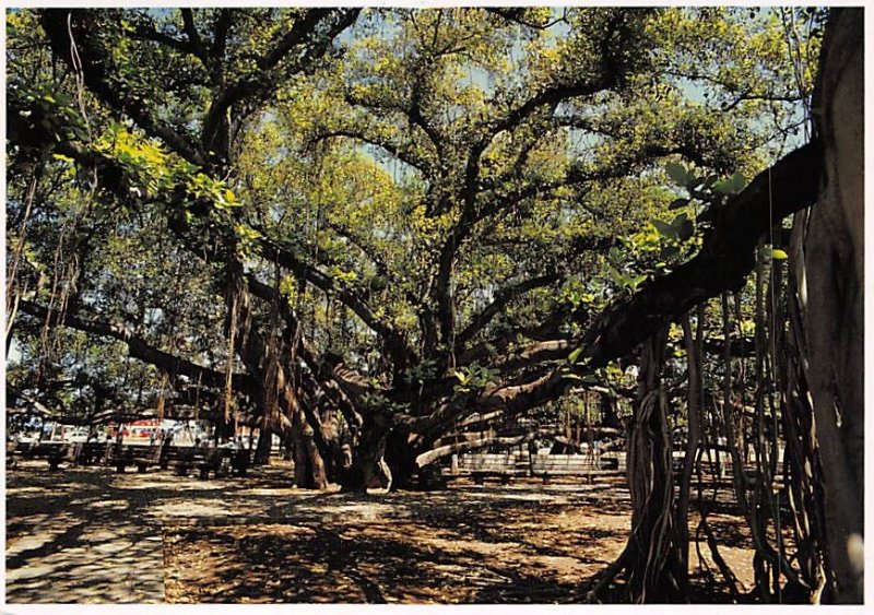 The Famous Banyan Tree Of , Lahaina Maui | Topics - Flowers, Plants ...