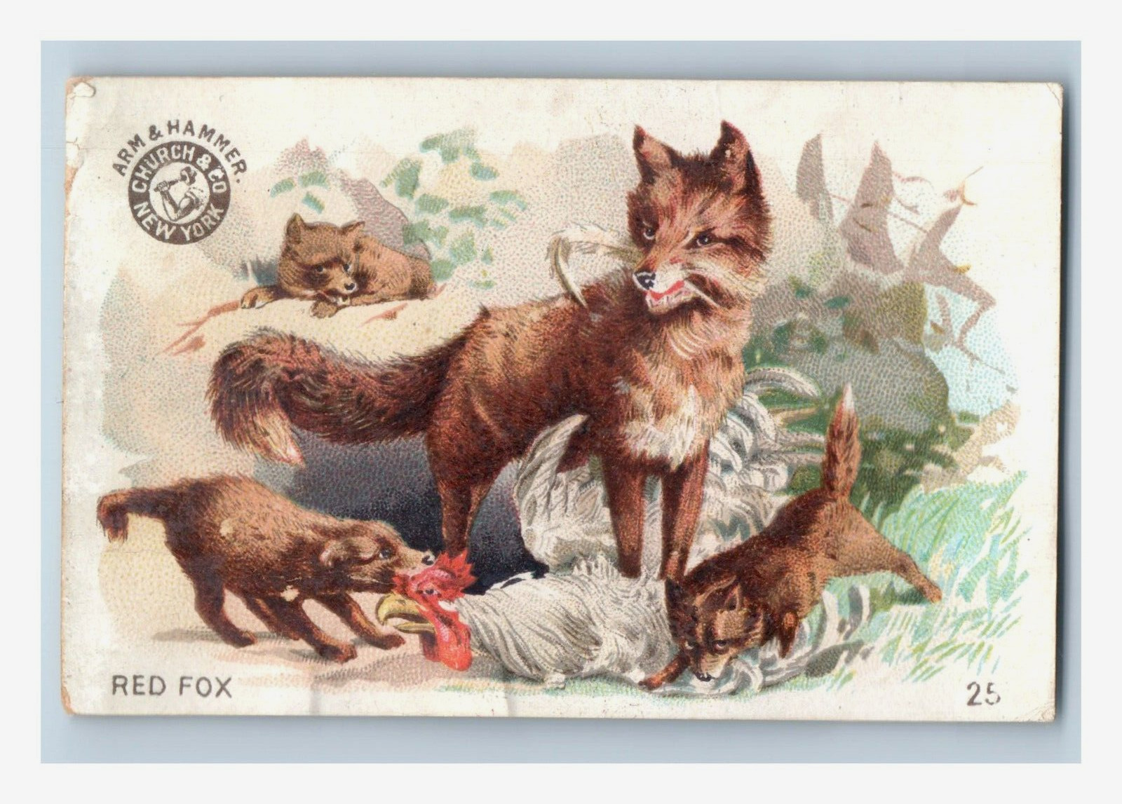 1880s Arm & Hammer Interesting Animals Series N0.25 Red Fox P84 ...