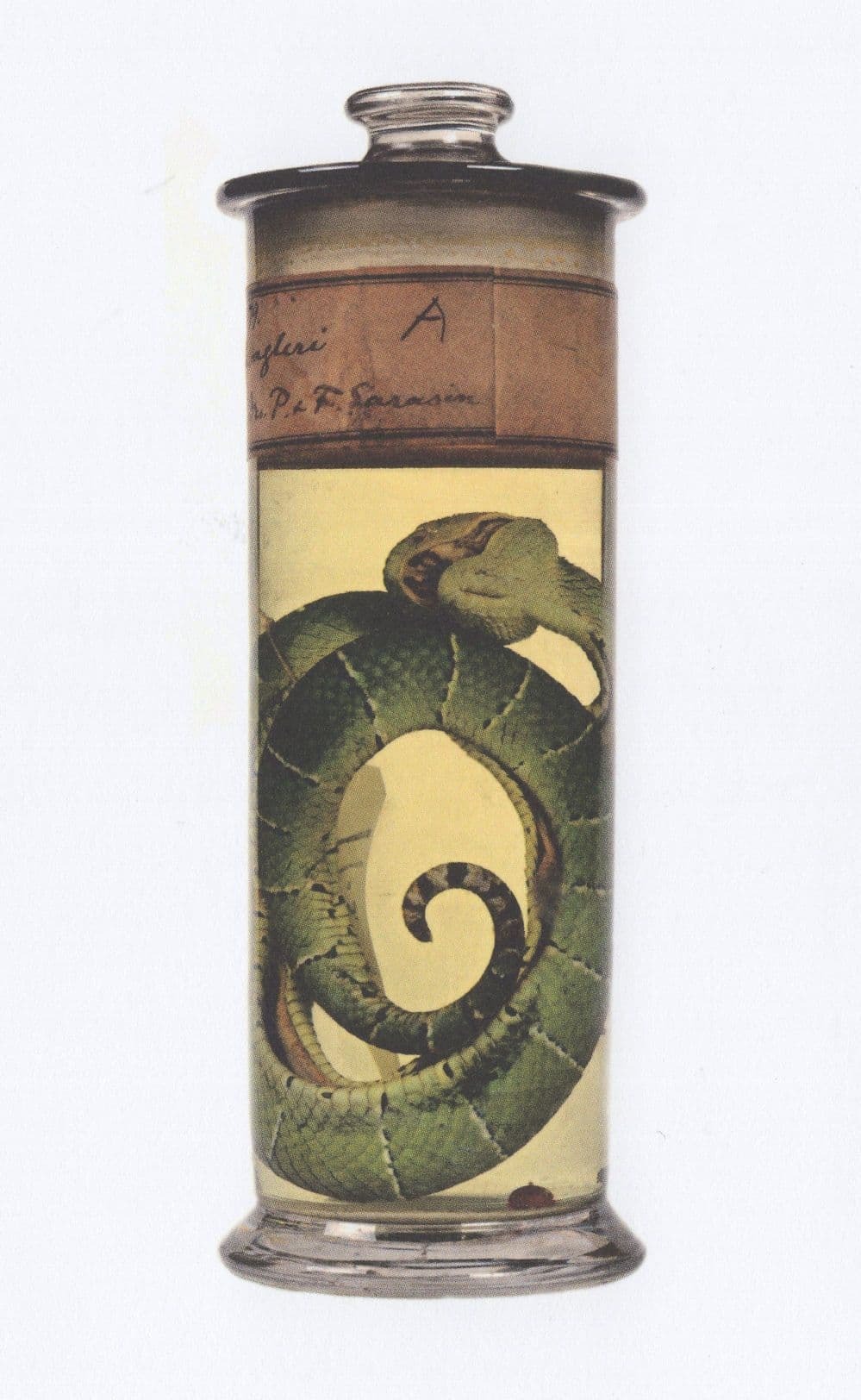 Greet Pit Viper Tree Dwelling Snake In Jar London Museum Postcard ...
