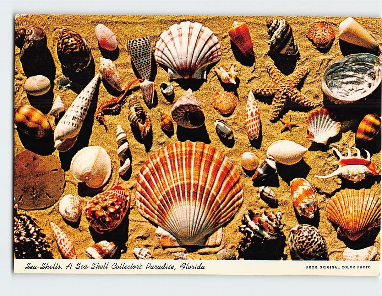 Postcard Sea-Shells, A Sea-Shell Collector's Paradise, Florida | United ...