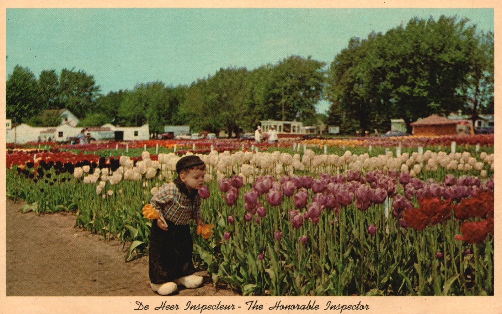 Vintage Postcard Nelis Tulip Farms In May Lakewood Boulevard In Holland ...