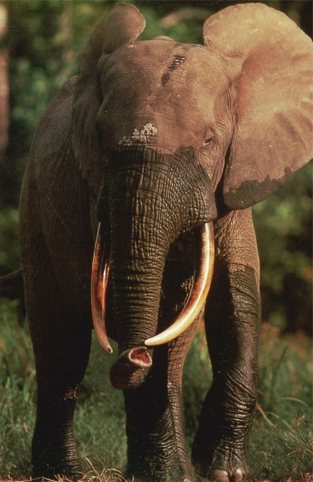 Vintage Postcard A Forest Elephant Protect Wildlife Conservation ...