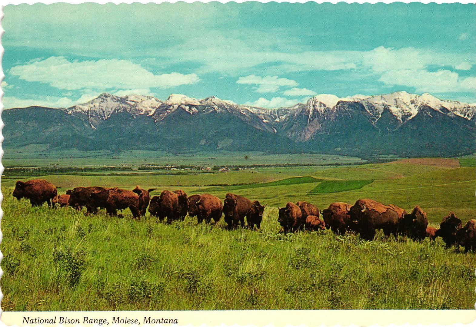 Vintage Postcard 4x6- National Bison Range, Moiese, MT UnPost 1960-80s ...