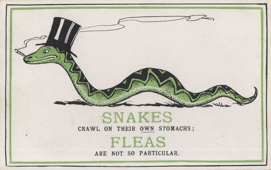 Snakes Crawling Fleas Insect Pests Comic Vintage Postcard | Topics ...