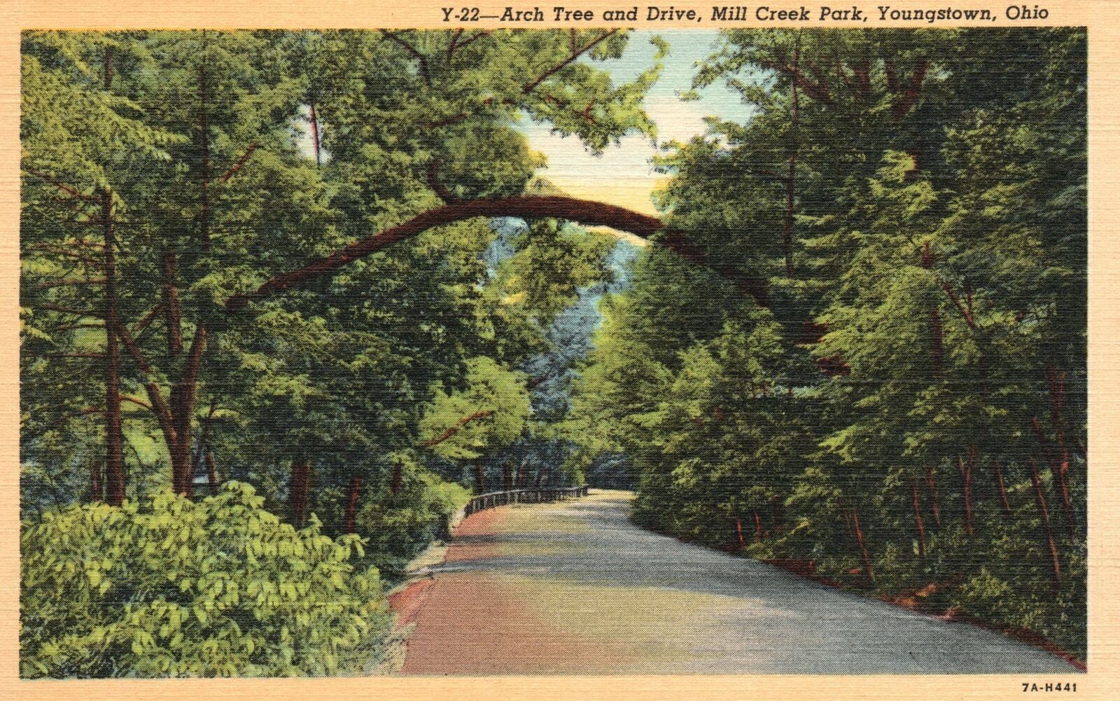 Vintage Postcard 1920's Arch Tree and Drive Mill Creek Park Youngstown ...