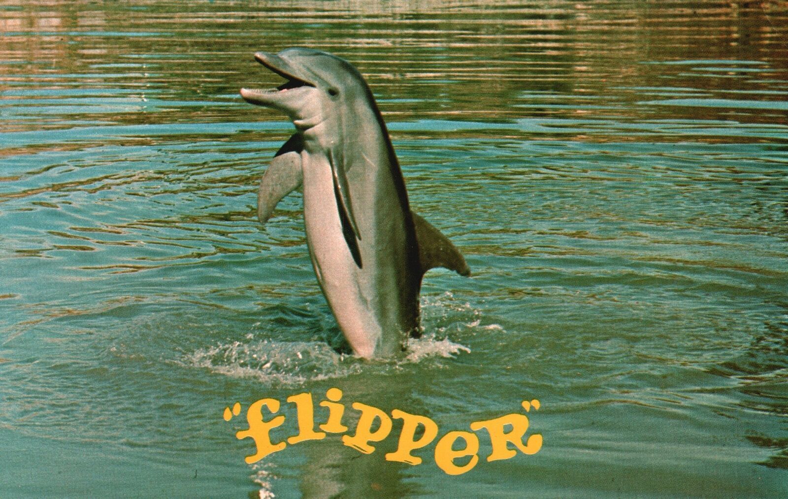 Vintage Postcard Flipper Grandaddy of All Performing Stars Tail Walking ...