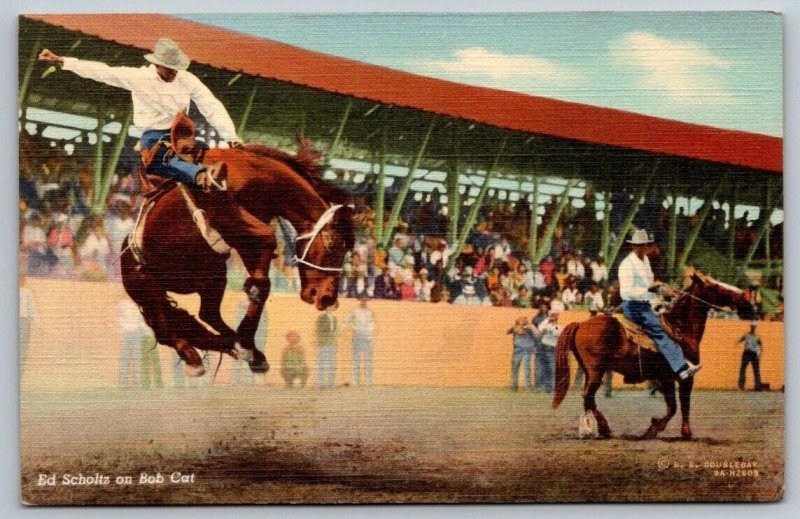 Vintage Postcard - Ed Sholtz on Bob Cat Rodeo Cowboy Horse | Other ...